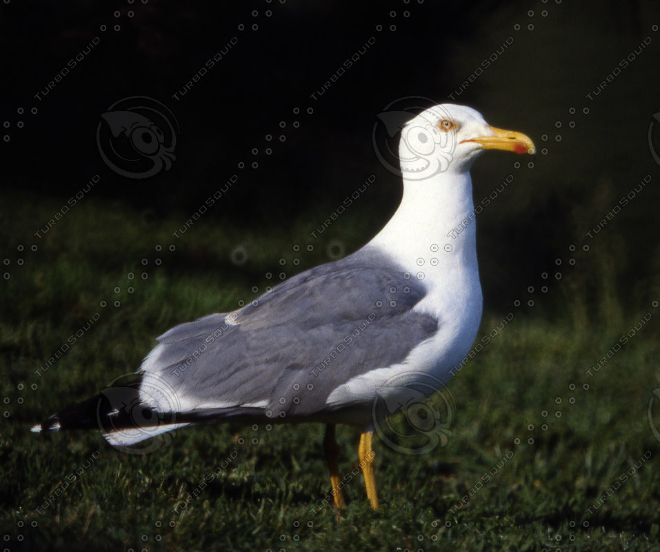 Stock JPEG goeland bird nature