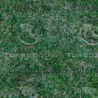 Texture Windows Bitmap grass 1024x bmp