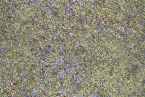 Texture JPEG lichen 3d studio