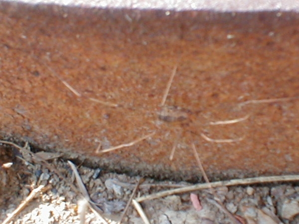 Texture JPEG metal porticulus fence