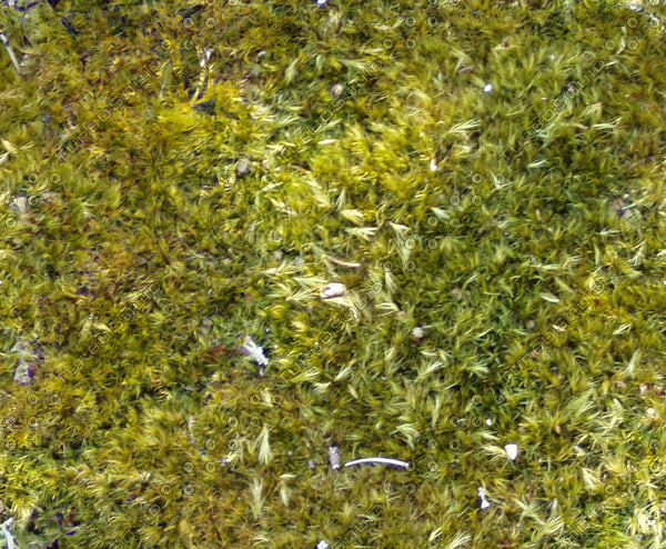Texture JPEG Moss Plant Grass