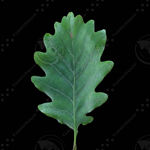 Texture JPEG leaf oak leaves