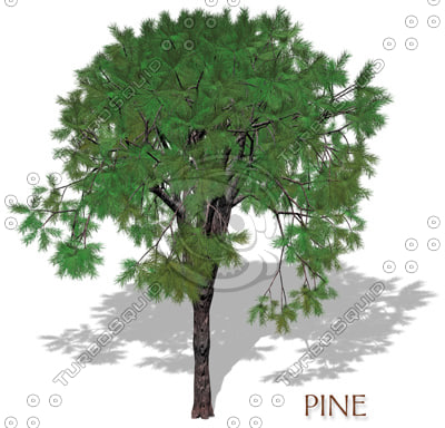 Texture Photoshop pine tree nature