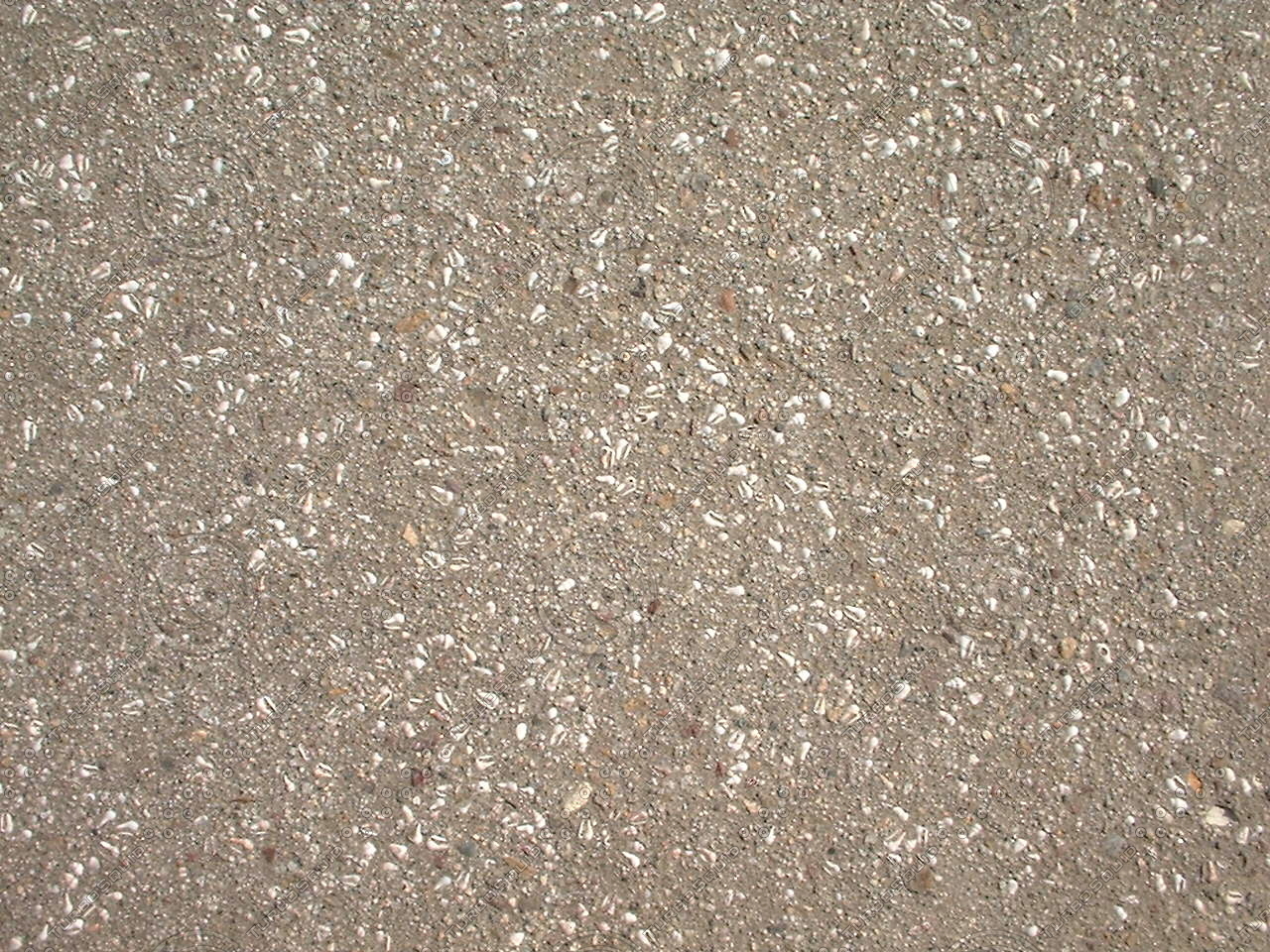 Texture JPEG sea shell floor