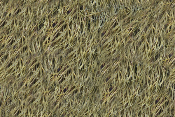Texture JPEG seaweed 3d studio