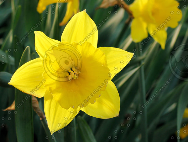 Stock JPEG daffodil spring flower