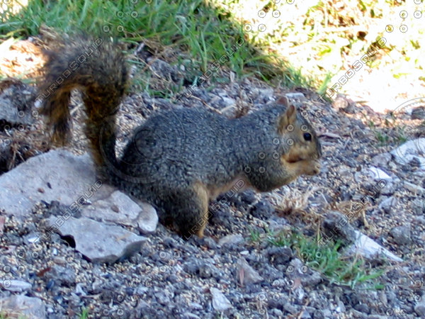 Stock JPEG squirrel animal fur