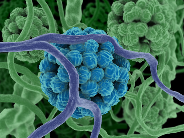 Stock JPEG Toxic mold 3D