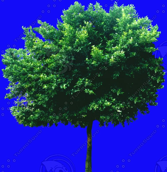 Texture JPEG Tree 3D Studio
