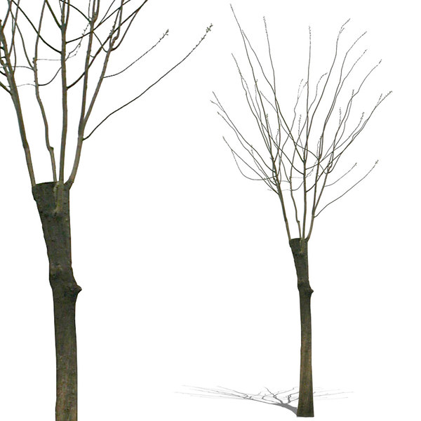 Texture Photoshop tree bare leafless