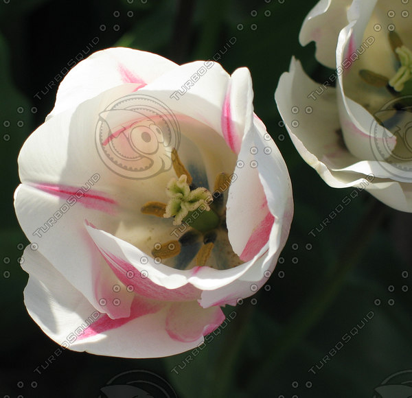 Stock JPEG tulip white flower