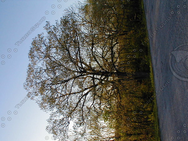 Stock JPEG tree trees texture