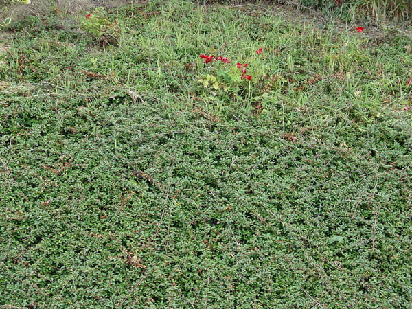 Texture JPEG bush thicket tree