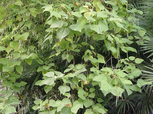 Texture JPEG bush thicket tree