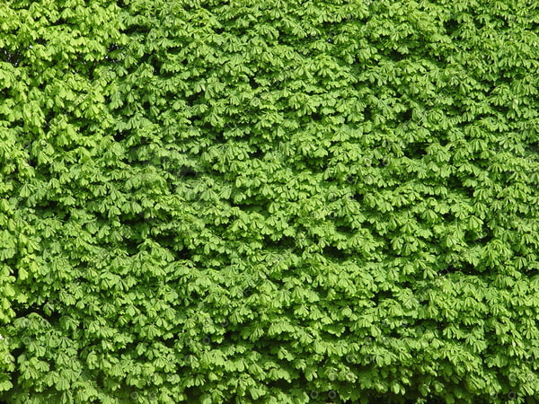 Texture JPEG bush thicket tree