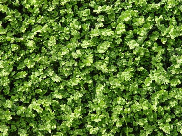 Texture JPEG bush thicket tree