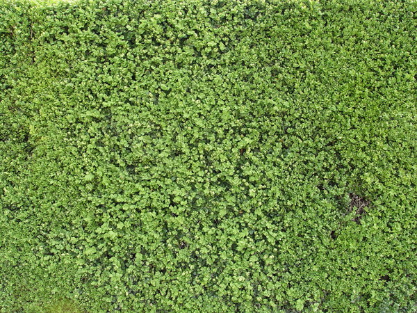 Texture JPEG bush thicket tree