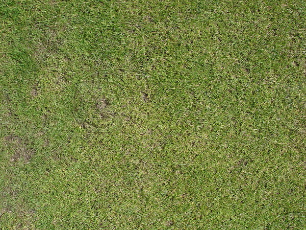 Texture JPEG ground floor grass