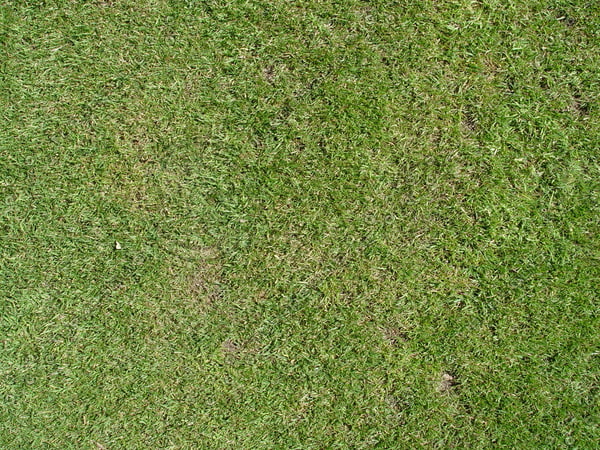 Texture JPEG ground floor grass
