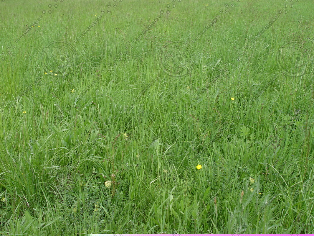 Texture JPEG ground floor grass