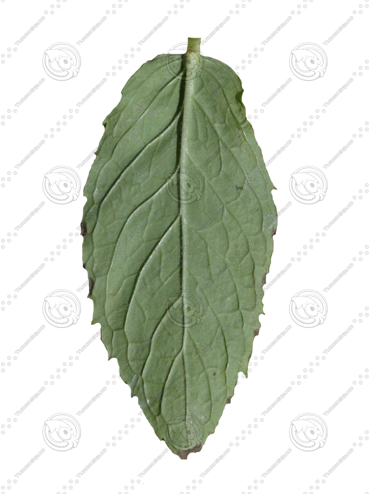 Texture JPEG high resolution weed