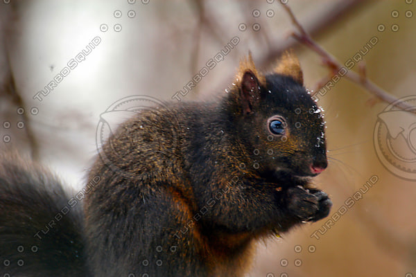 Stock JPEG Squirrel animal mammal