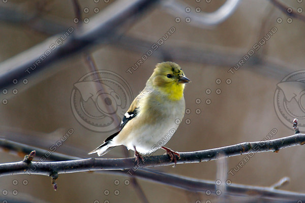 Stock JPEG American Gold Finch