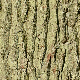 Texture Windows Bitmap bark tree