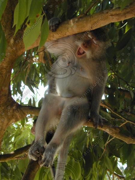 Stock JPEG monkey photo bali