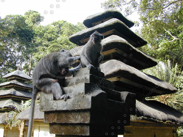 Stock JPEG monkey photo asia