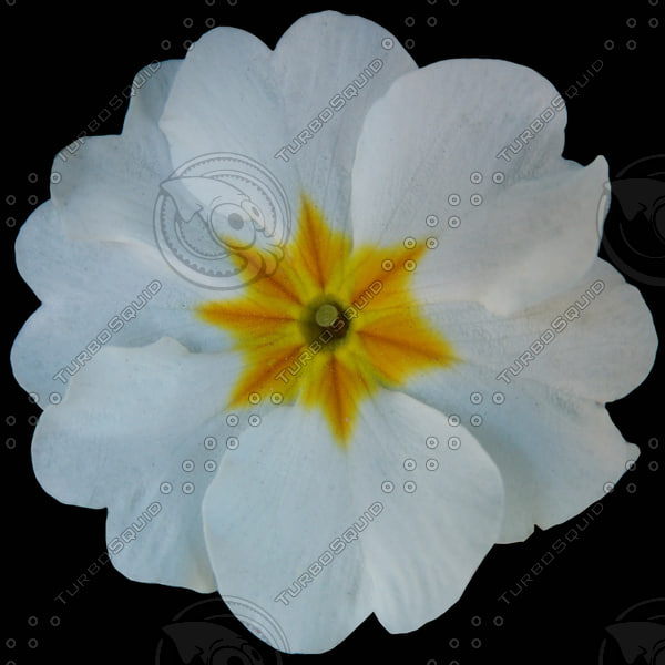 Texture JPEG organictex flowers white