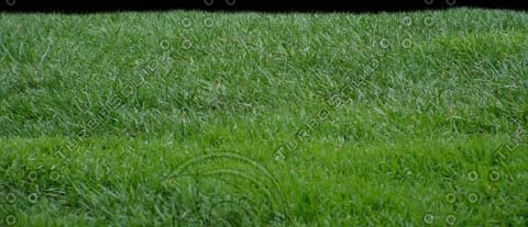 Texture TIFF grass nature garden