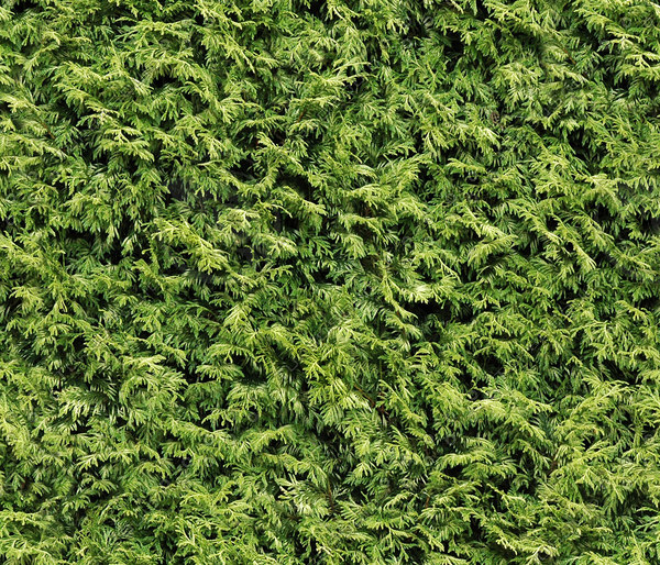 Texture JPEG leaf nature green