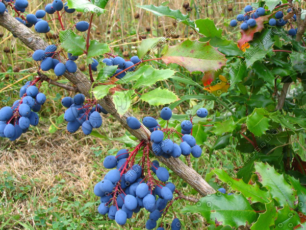 Stock JPEG oregon blue berries