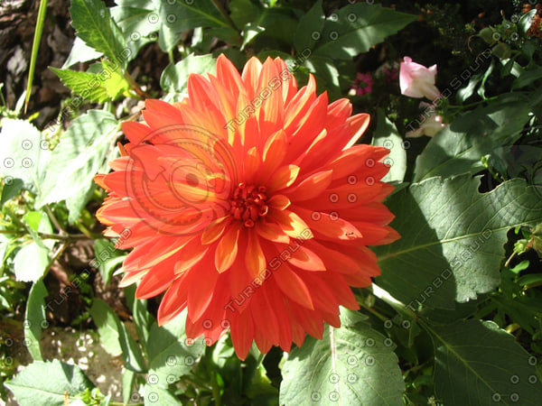 Stock JPEG Bright Orange Flower