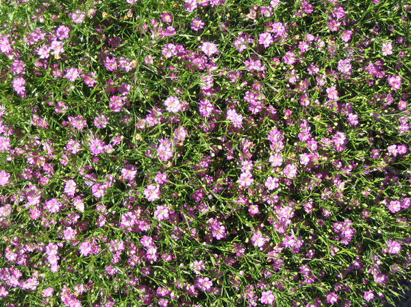 Stock JPEG Floral Picture