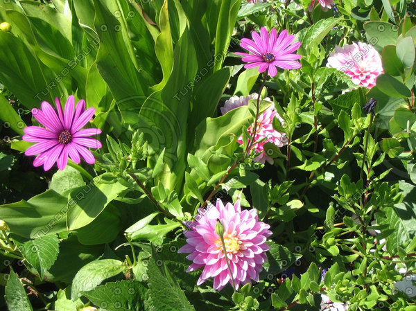 Stock JPEG Floral Picture