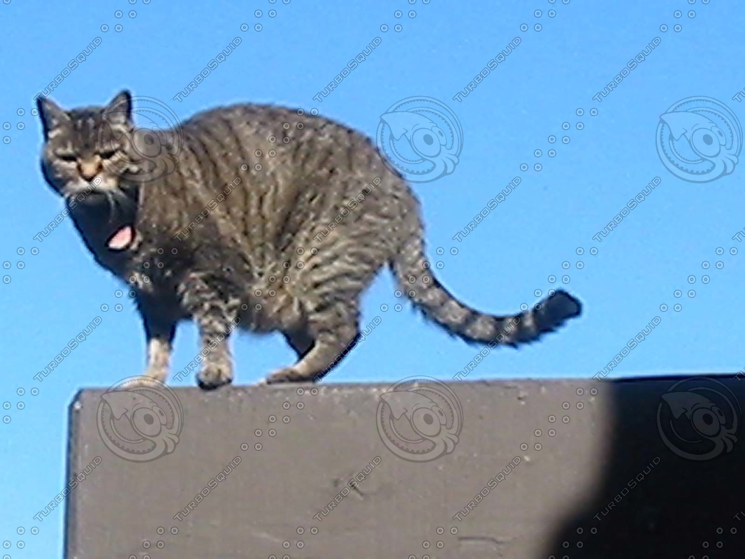 Stock JPEG cat feline animal