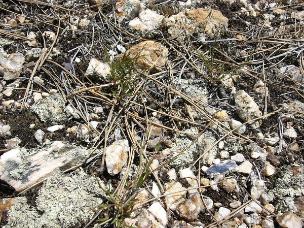 Stock JPEG ground nature rocks