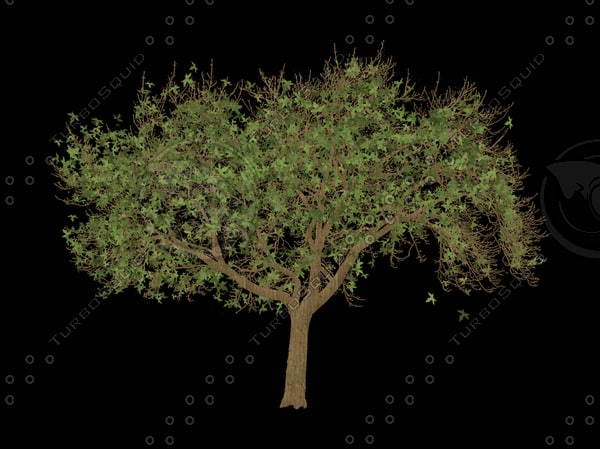 Texture Photoshop Tree Forrest