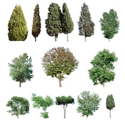 Texture JPEG tree deciduous coniferous