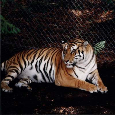 Stock TIFF Animal Tiger Big