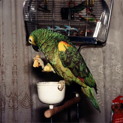 Stock TIFF 5x7 parrot bird