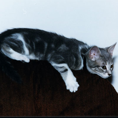 Stock TIFF animal 5x7 cat