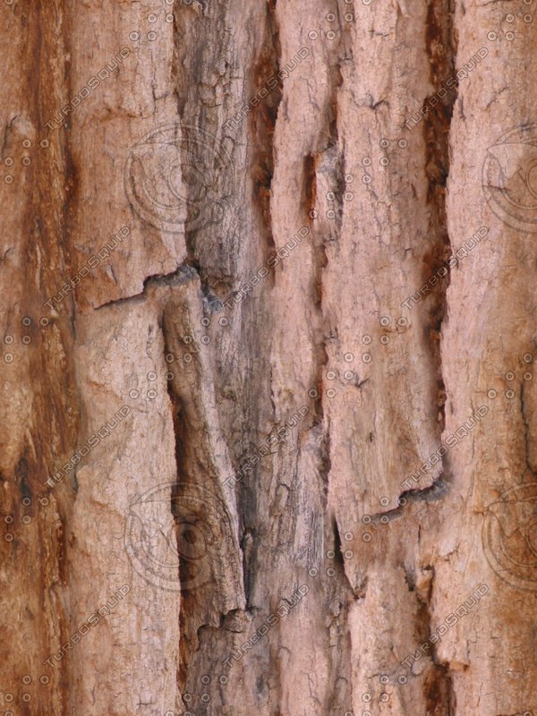Texture JPEG bark cottonwood tree