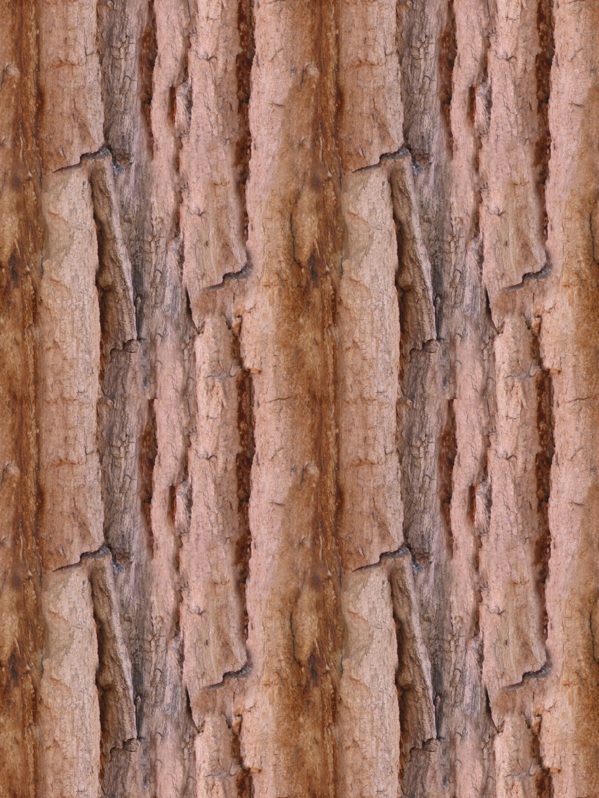 Texture JPEG bark cottonwood tree