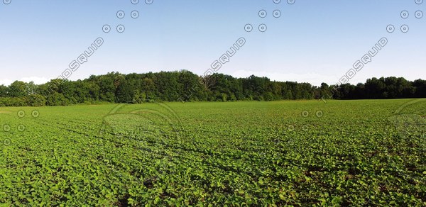 Texture JPEG trees farm sky