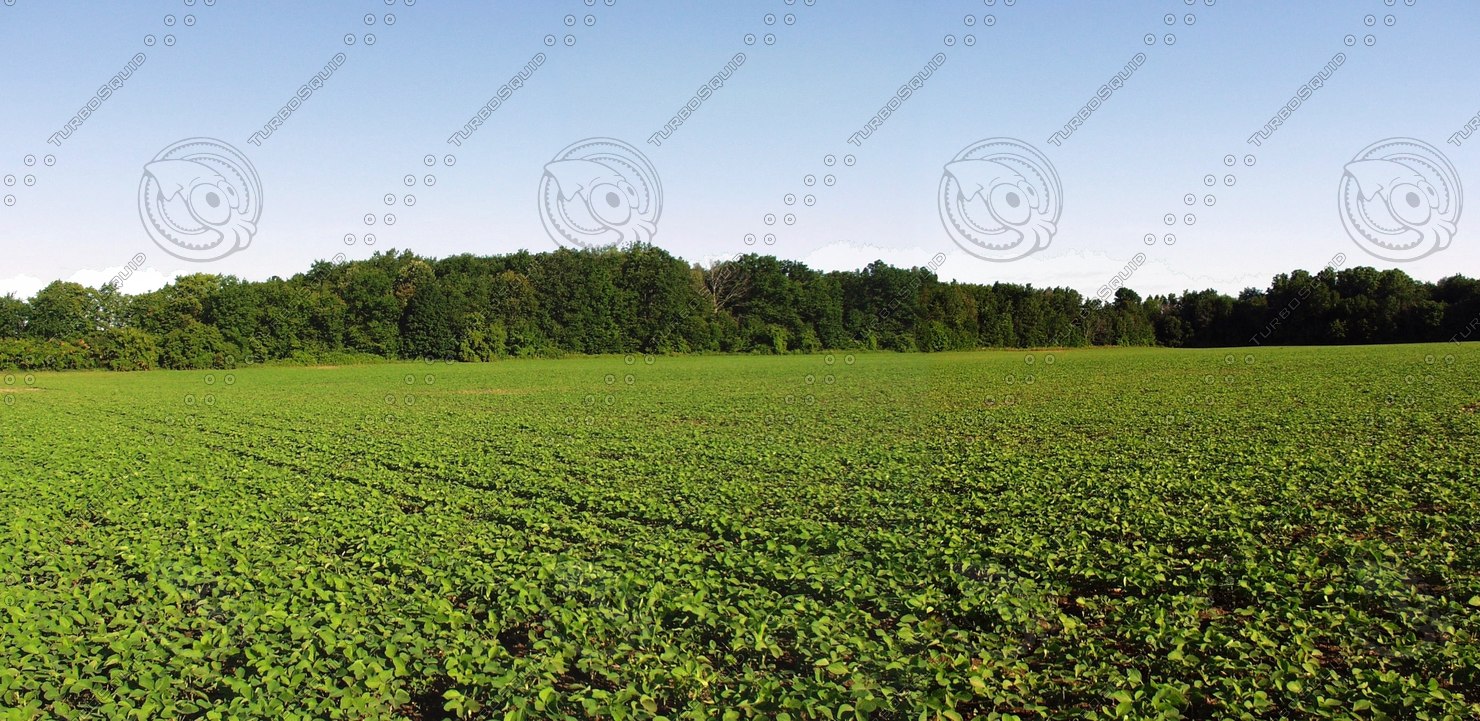 Texture JPEG trees farm sky