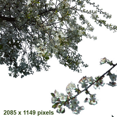 Texture Photoshop branch tree deciduous