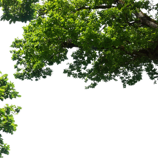 Texture Photoshop branch tree deciduous